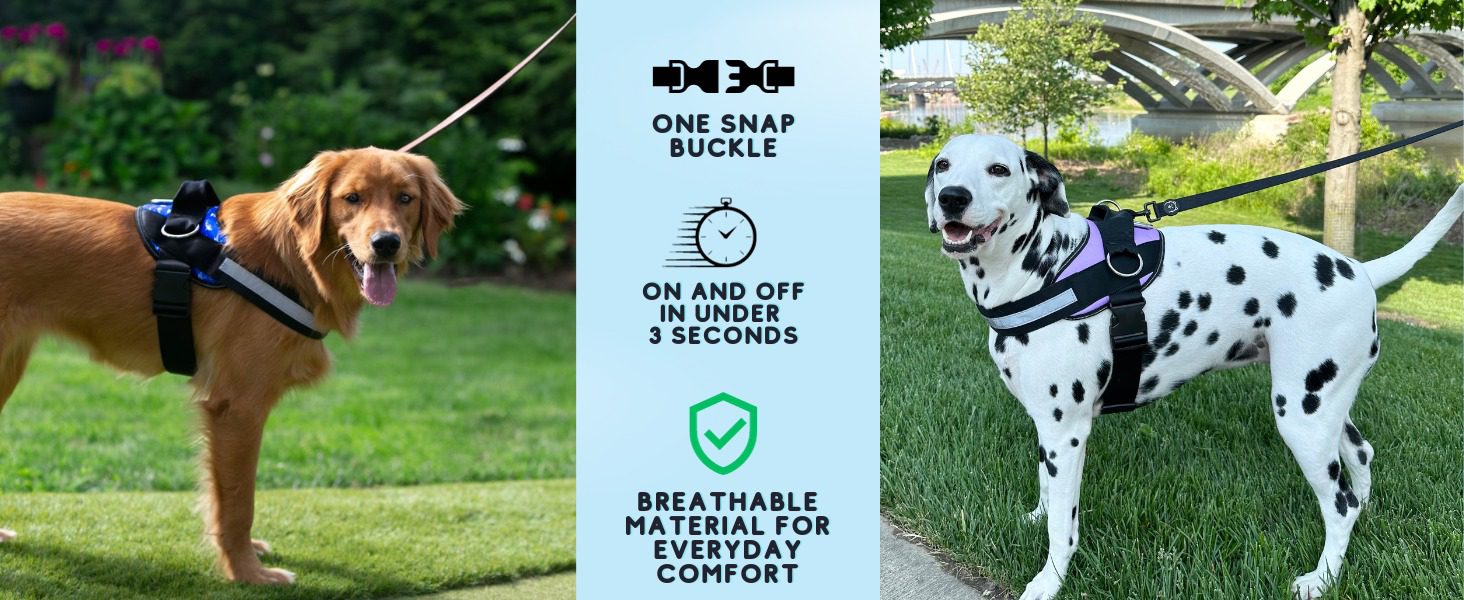 ShawnCo Essential Dog Harness Review - Paw Tastic Walks